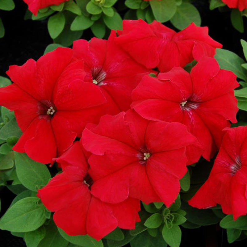 Petunia Limbo GP Red F1 Seed – Harris Seeds
