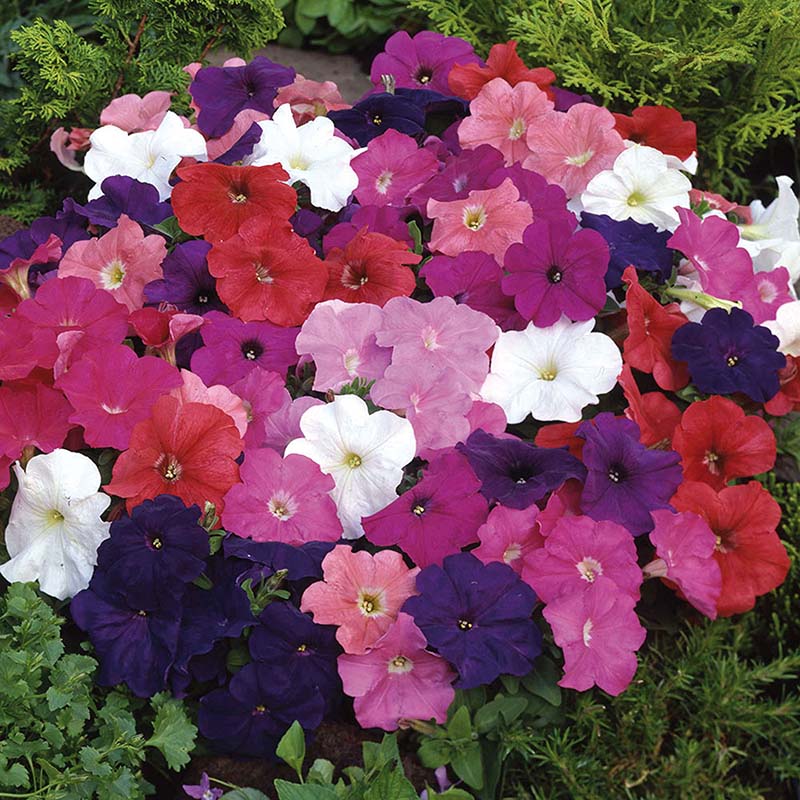 Petunia Mambo GP Mix F1 Seed – Harris Seeds