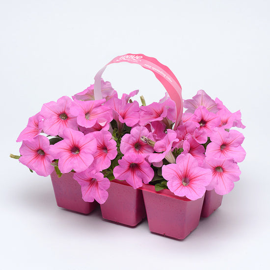 Petunia Easy Wave Pink Passion F1 Seed – Harris Seeds