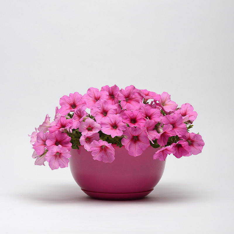 Petunia Easy Wave Pink Passion F1 Seed – Harris Seeds
