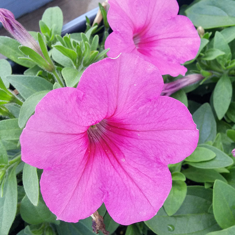 Petunia Easy Wave Pink Passion F1 Seed – Harris Seeds