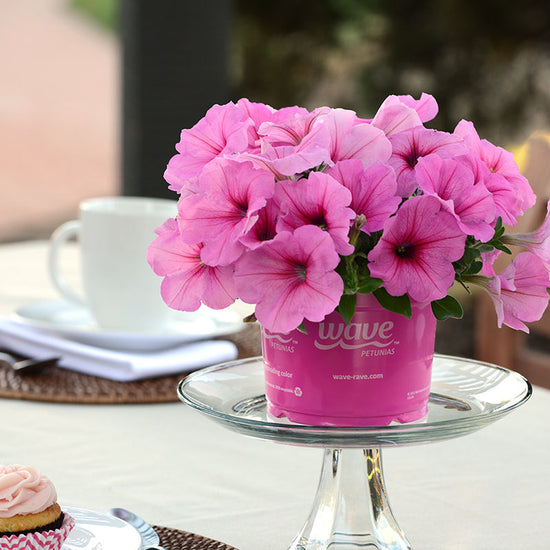 Petunia Easy Wave Pink Passion F1 Seed – Harris Seeds