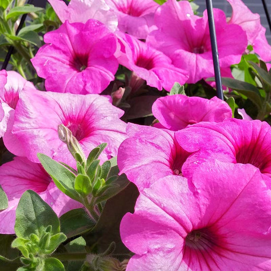 Petunia Easy Wave Pink Passion F1 Seed – Harris Seeds
