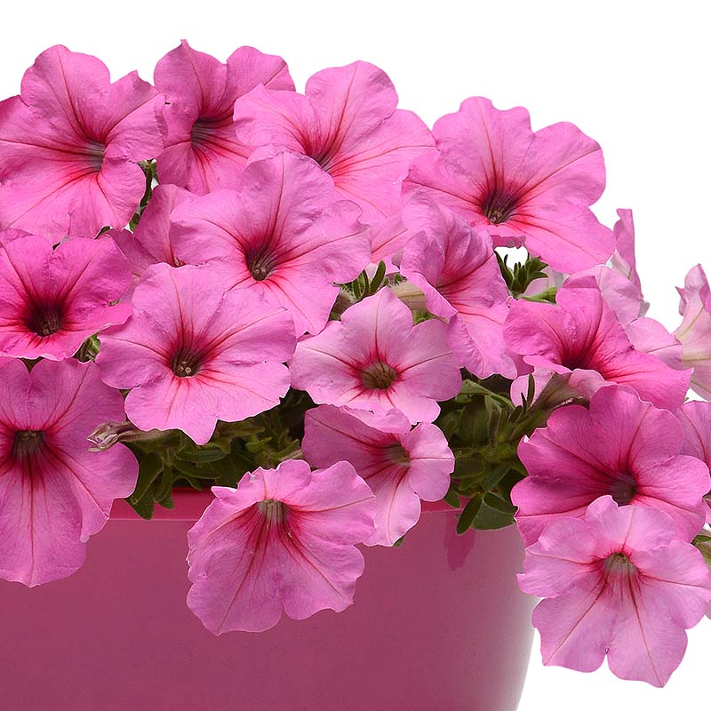 Petunia Easy Wave Pink Passion F1 Seed – Harris Seeds