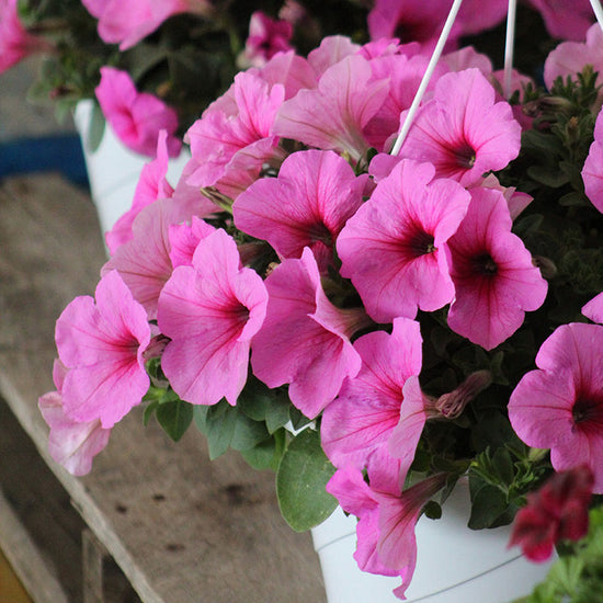 Petunia Easy Wave Pink Passion F1 Seed – Harris Seeds