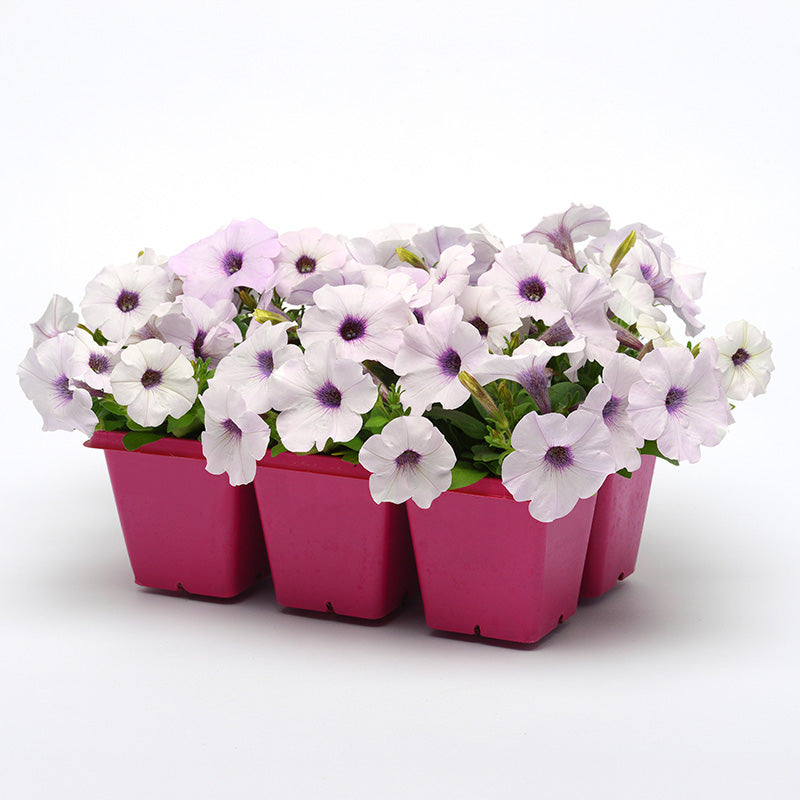 Petunia Easy Wave Silver F1 Seed – Harris Seeds