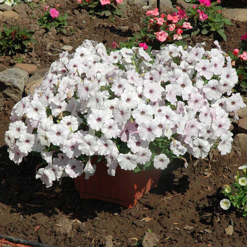 Petunia Easy Wave Silver F1 Seed – Harris Seeds