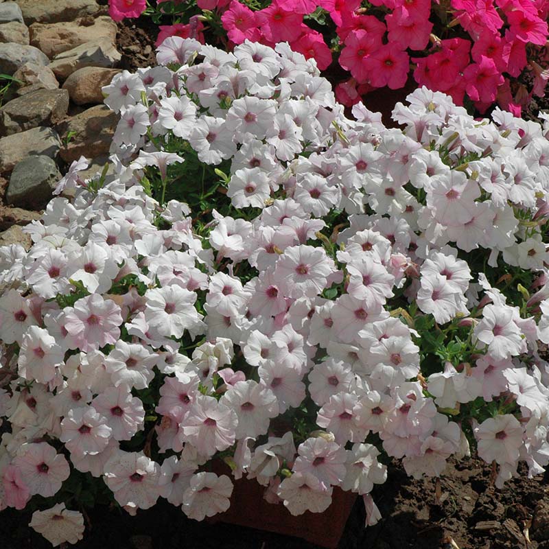 Petunia Easy Wave Silver F1 Seed – Harris Seeds