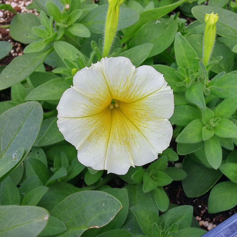 Petunia Easy Wave Yellow F1 Seed – Harris Seeds