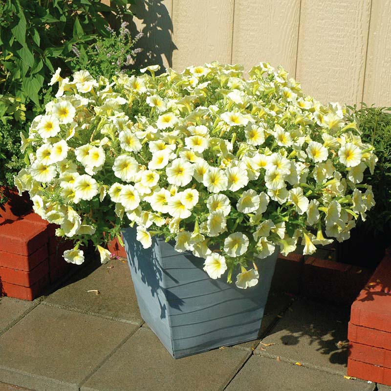Petunia Easy Wave Yellow F1 Seed – Harris Seeds