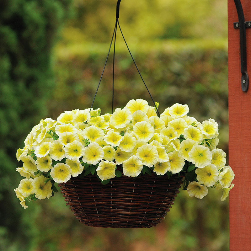Petunia Easy Wave Yellow F1 Seed – Harris Seeds