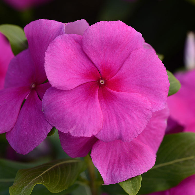 Vinca Valiant Mix F1 Seed – Harris Seeds