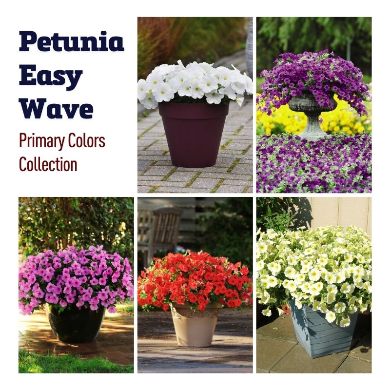 Petunia Easy Wave Primary Colors Collection F1 Seed – Harris Seeds