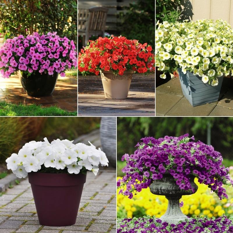 Petunia Easy Wave Primary Colors Collection F1 Seed – Harris Seeds