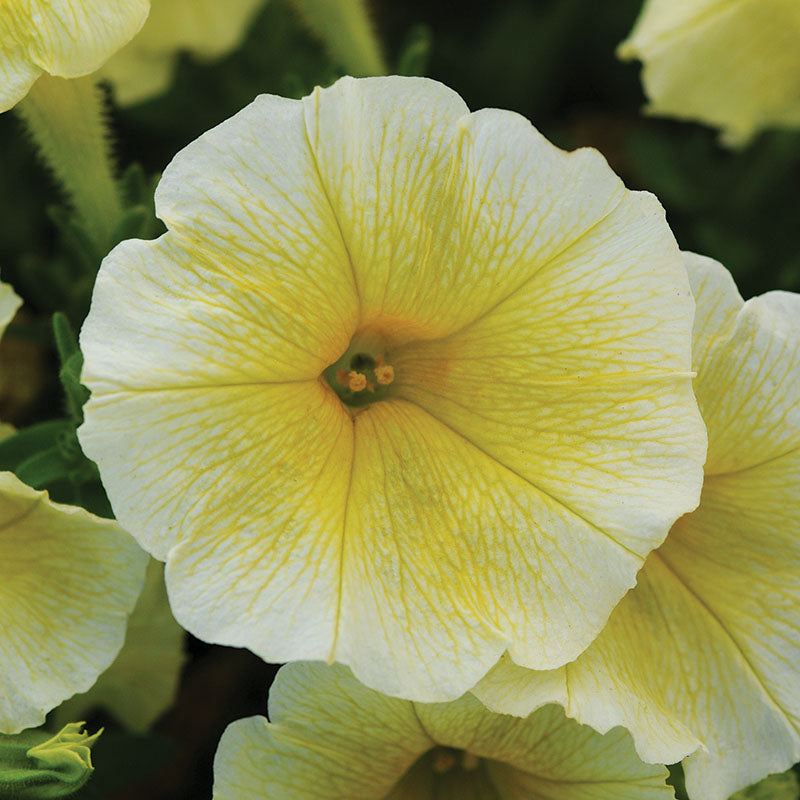 Petunia Easy Wave Primary Colors Collection F1 Seed – Harris Seeds