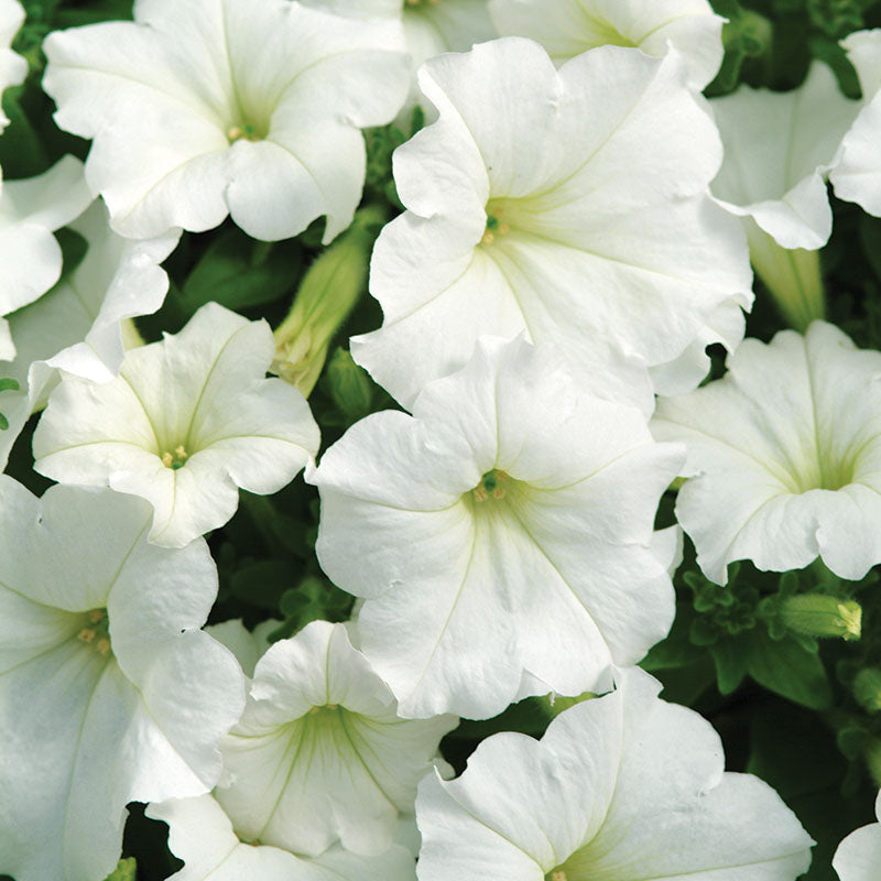 Petunia Easy Wave Primary Colors Collection F1 Seed – Harris Seeds