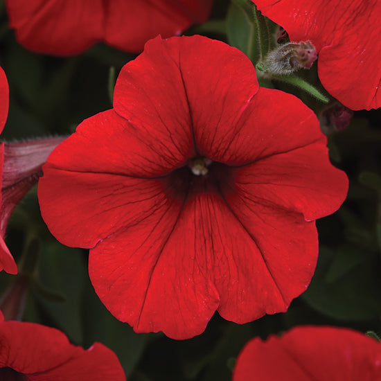Petunia Easy Wave Primary Colors Collection F1 Seed – Harris Seeds