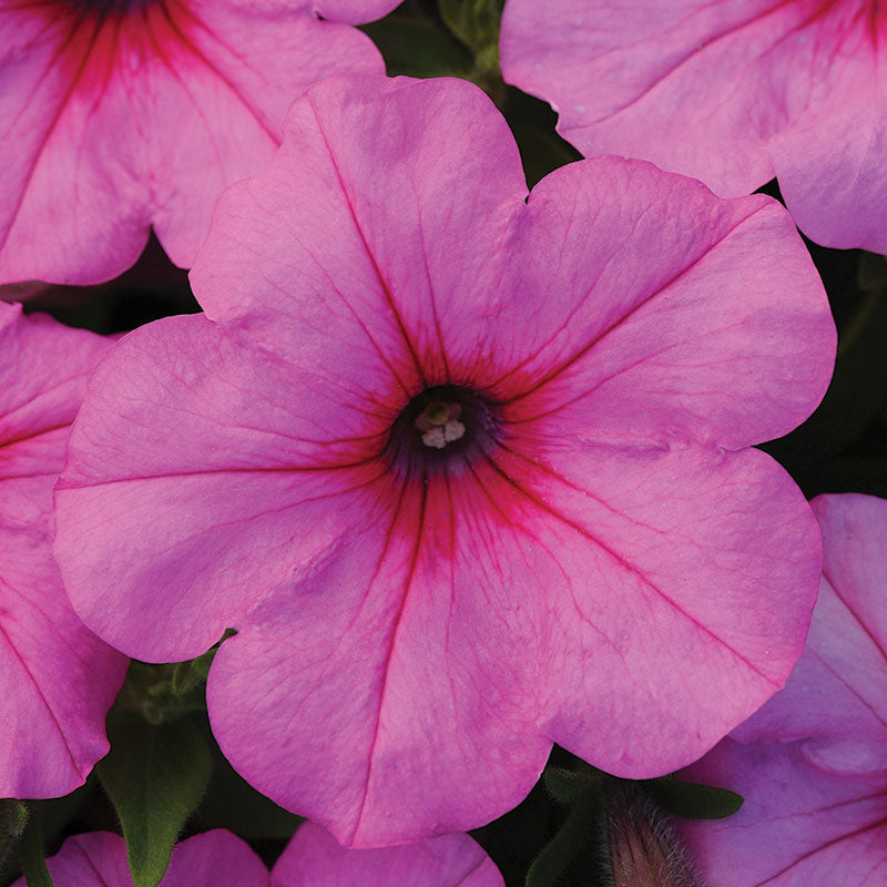 Petunia Easy Wave Primary Colors Collection F1 Seed – Harris Seeds