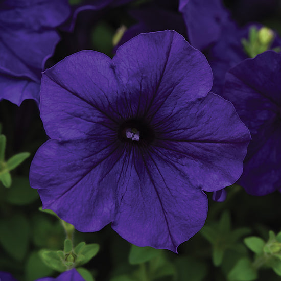Petunia Easy Wave Primary Colors Collection F1 Seed – Harris Seeds