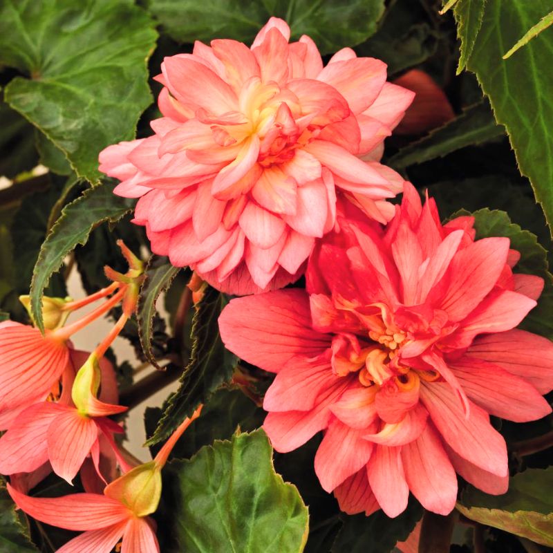 Begonia Funky Pink F1 Seed – Harris Seeds