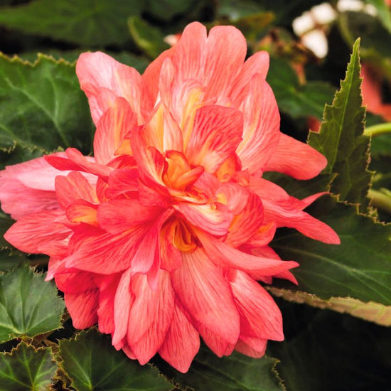 Begonia Funky Pink F1 Seed – Harris Seeds