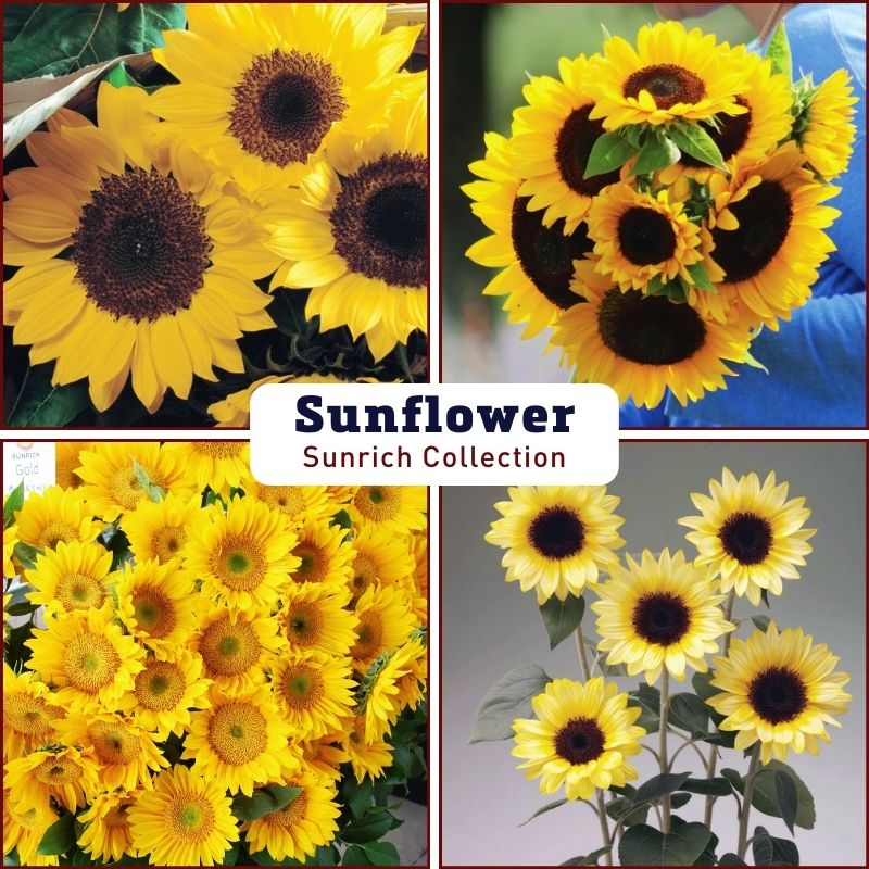 Sunflower Sunrich Collection F1 Seed – Harris Seeds