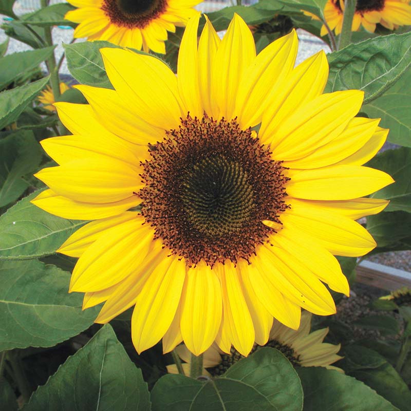 Sunflower Sunrich Collection F1 Seed – Harris Seeds