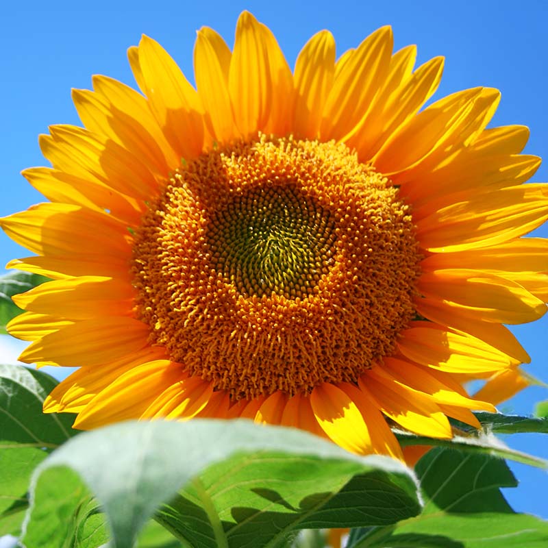 Sunflower Sunrich Collection F1 Seed – Harris Seeds