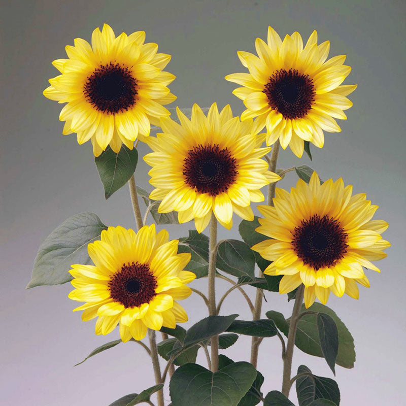 Sunflower Sunrich Collection F1 Seed – Harris Seeds
