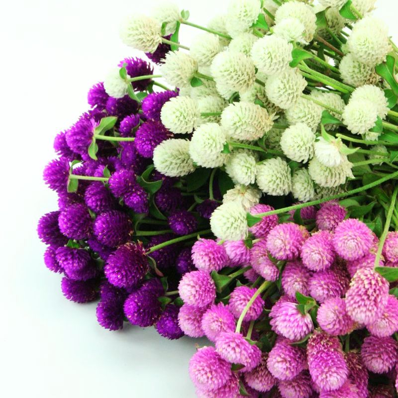 Gomphrena Ping Pong Mix Seed – Harris Seeds