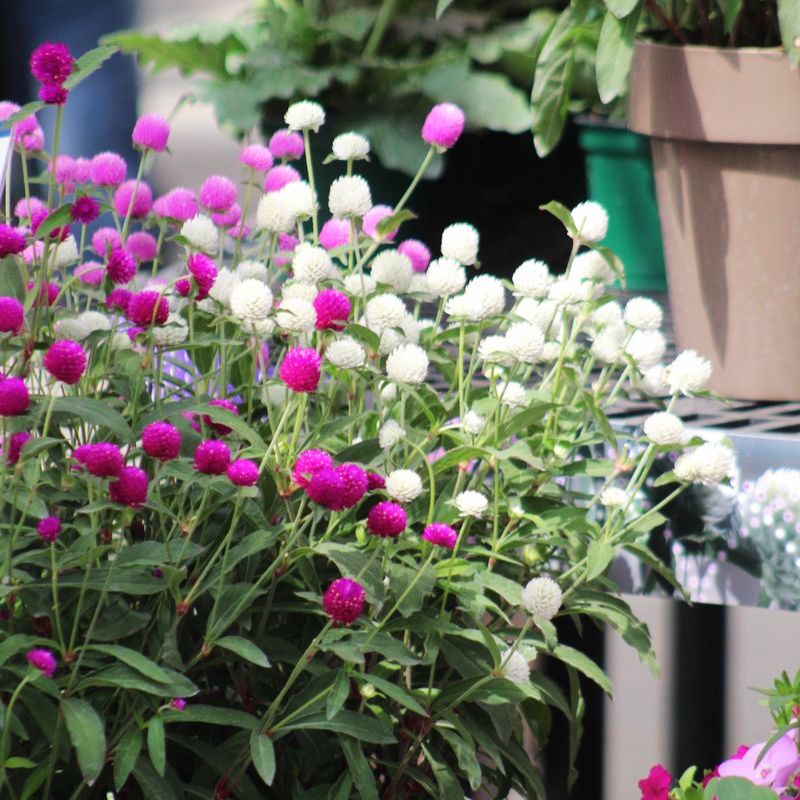 Gomphrena Ping Pong Mix Seed – Harris Seeds