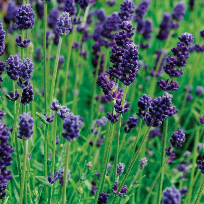 Lavender Lavance Deep Purple Seed – Harris Seeds
