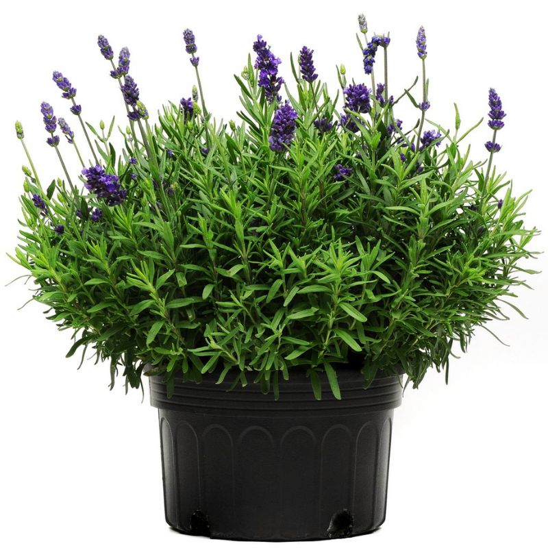 Lavender Lavance Deep Purple Seed – Harris Seeds
