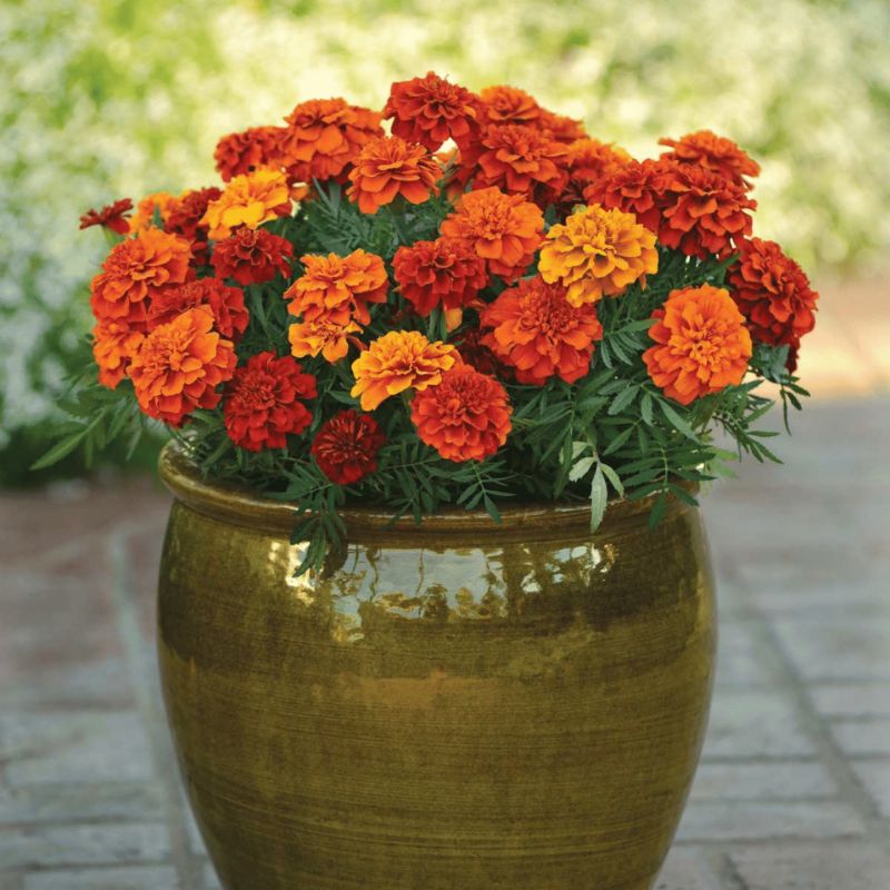 Marigold New World Fireball Seed – Harris Seeds
