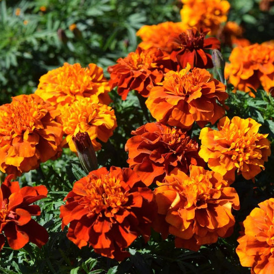 Marigold New World Fireball Seed – Harris Seeds