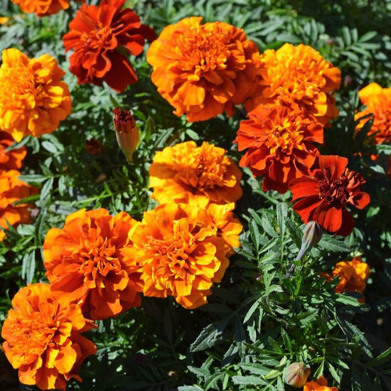 Marigold New World Fireball Seed – Harris Seeds