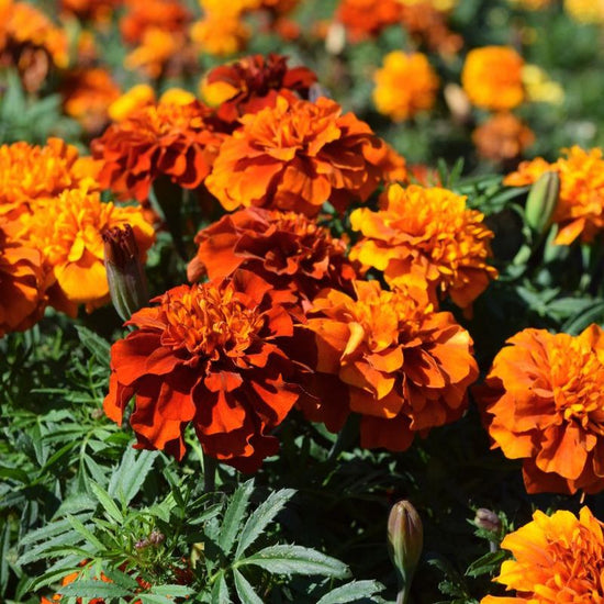 Marigold New World Fireball Seed – Harris Seeds