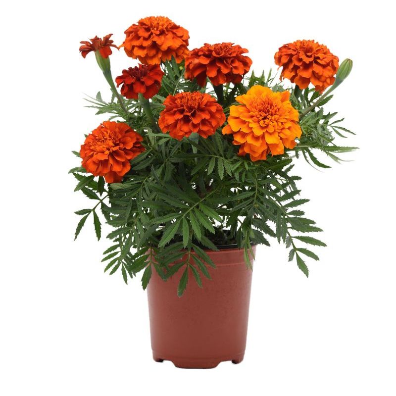 Marigold New World Fireball Seed – Harris Seeds