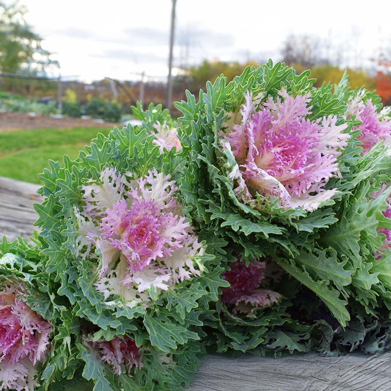 Ornamental Kale Crane Feather King F1 Seed – Harris Seeds