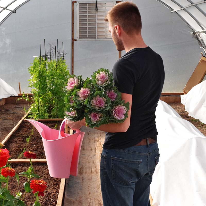 Ornamental Kale Crane Feather King F1 Seed – Harris Seeds