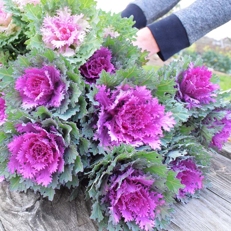 Ornamental Kale Crane Feather Queen F1 Seed – Harris Seeds