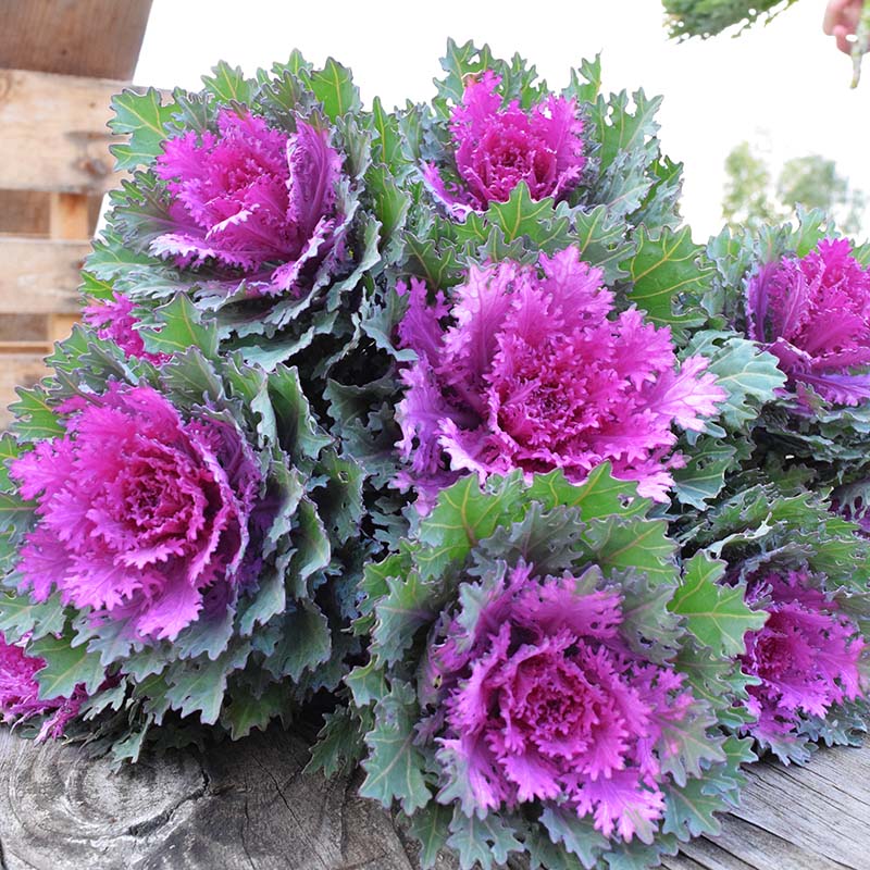 Ornamental Kale Crane Feather Queen F1 Seed – Harris Seeds