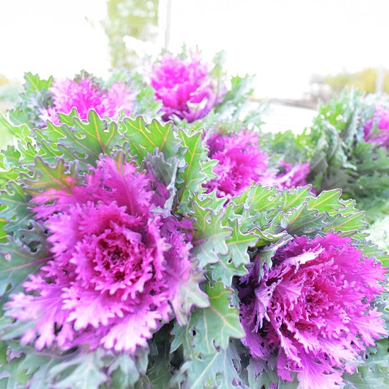 Ornamental Kale Crane Feather Queen F1 Seed – Harris Seeds