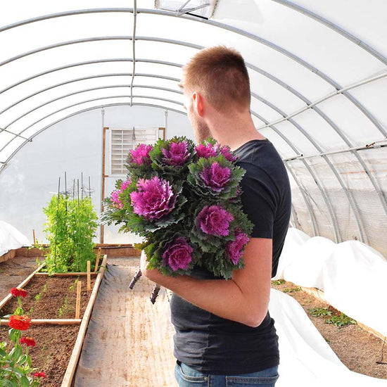 Ornamental Kale Crane Feather Queen F1 Seed – Harris Seeds