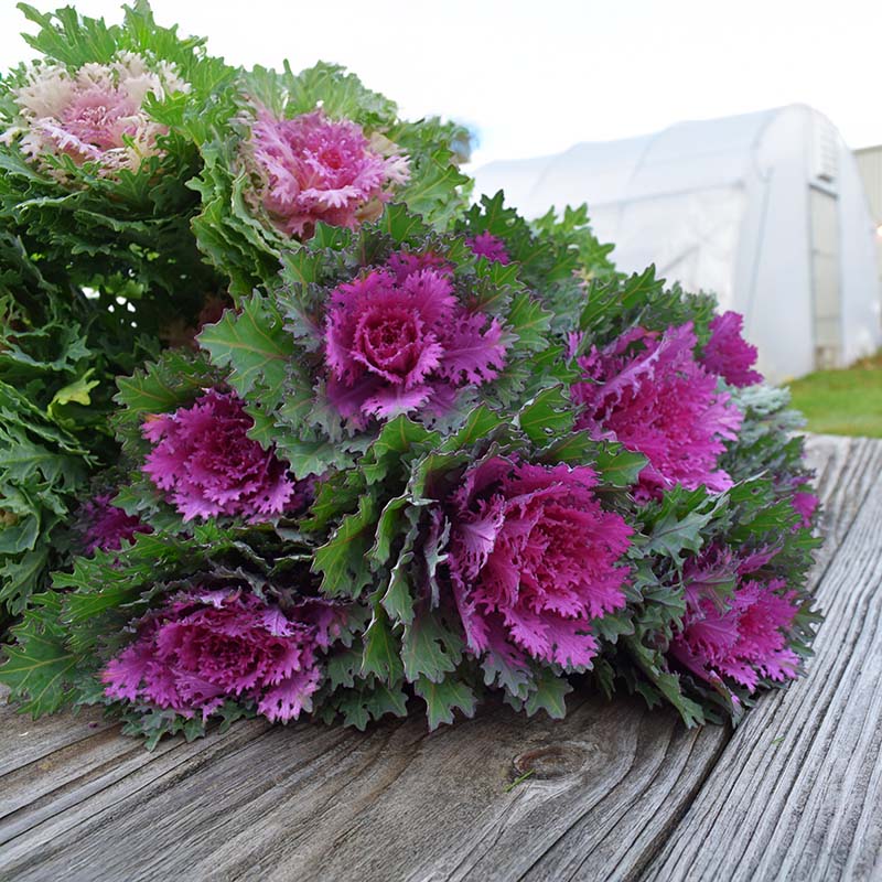Ornamental Kale Crane Feather Queen F1 Seed – Harris Seeds