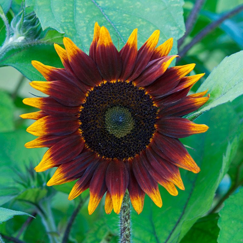 Sunflower Shock-o-Lat F1 Seed – Harris Seeds