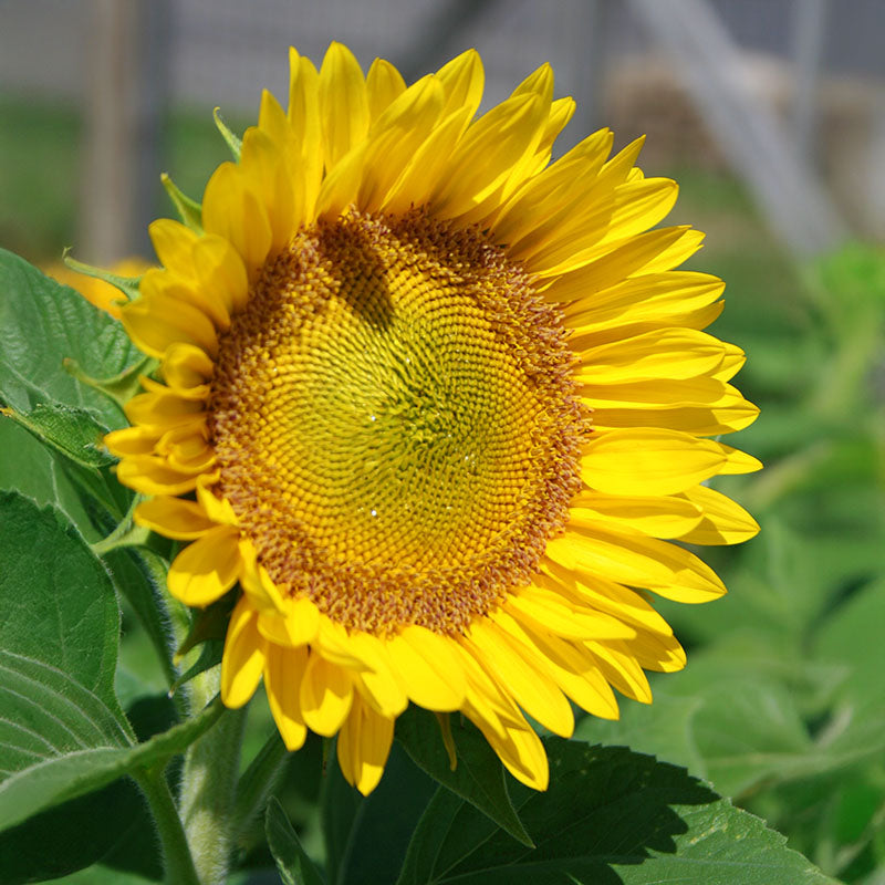 Sunflower Sunrich Lime F1 Seed – Harris Seeds