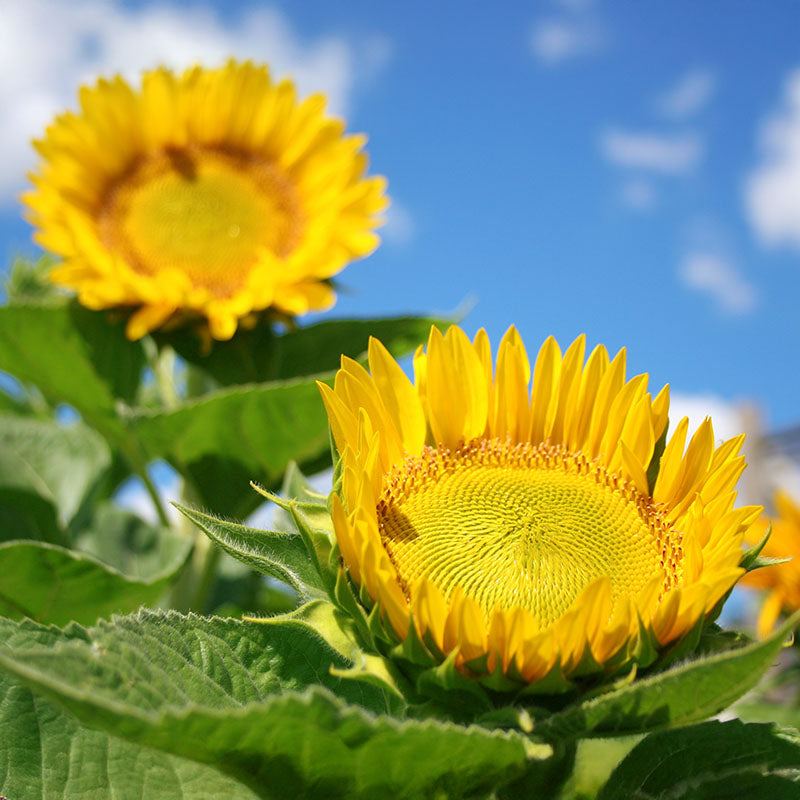 Sunflower Sunrich Lime F1 Seed – Harris Seeds