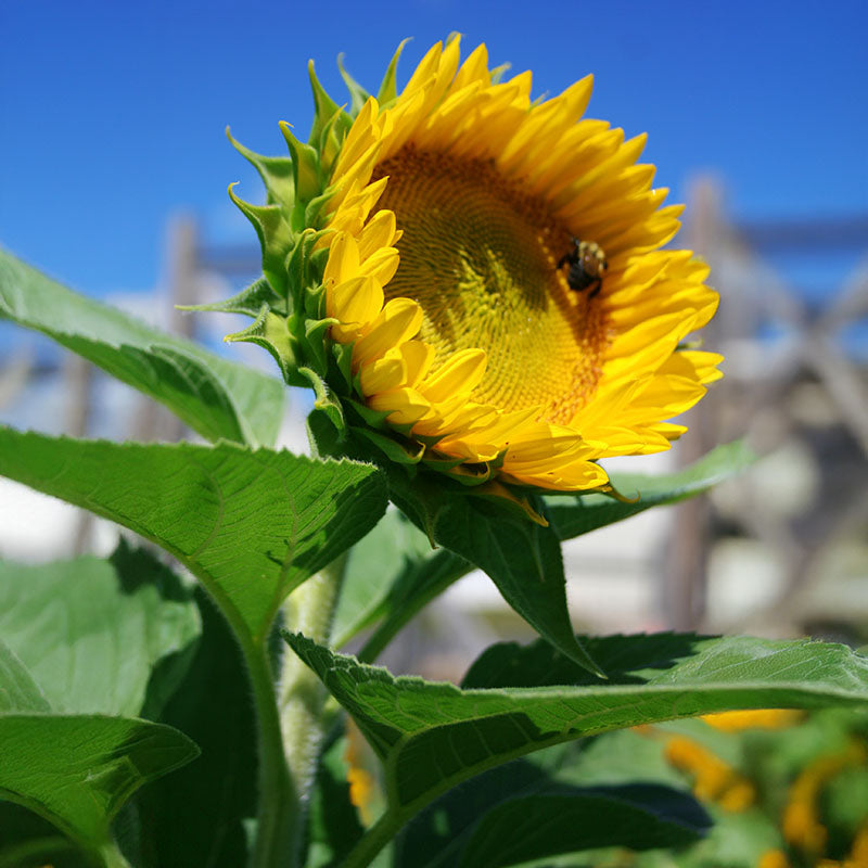 Sunflower Sunrich Lime F1 Seed – Harris Seeds