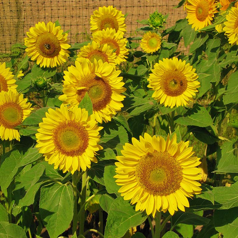 Sunflower Sunrich Lime F1 Seed – Harris Seeds